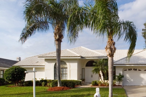 Palm Tree Turning Brown ThriftyFun