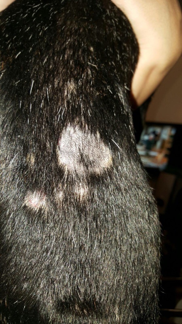 Remedies For A Dog With Bald Spots ThriftyFun Remedies For A Dog With Bald Spots ThriftyFun