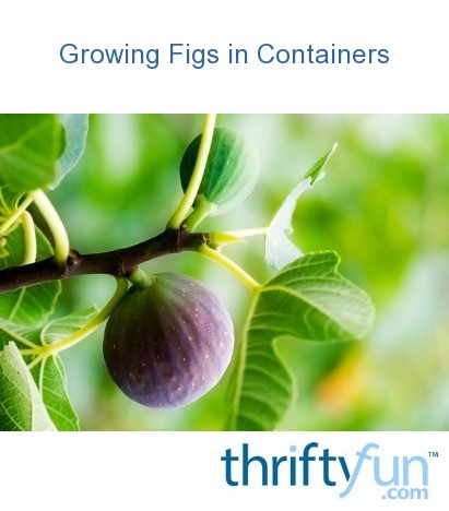 Growing Figs in Containers | ThriftyFun