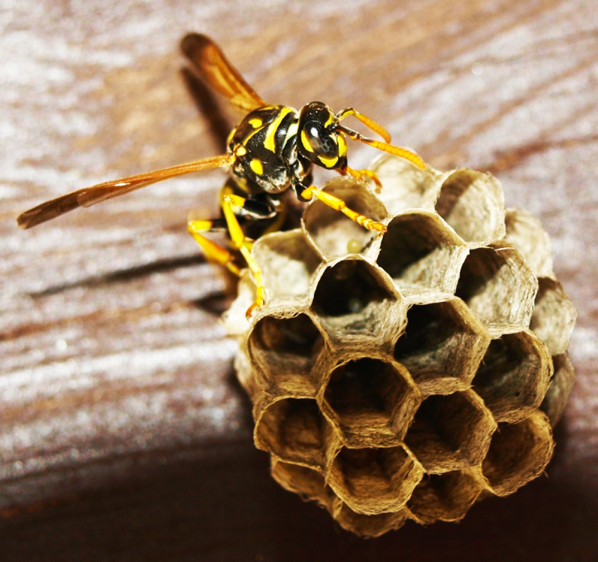 Queen Hornet Pic