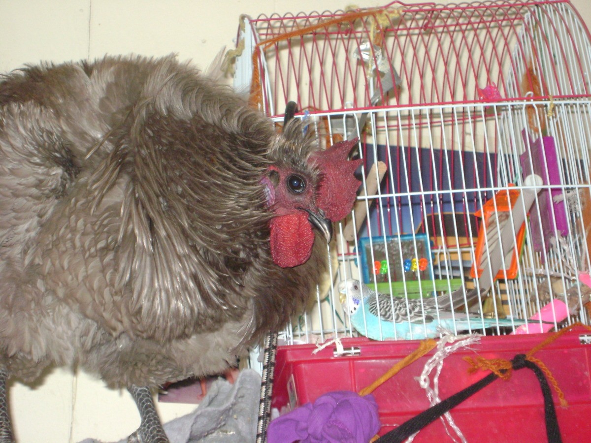 Phoenix the Great (Mixed Breed Long Haired Rooster) | ThriftyFun