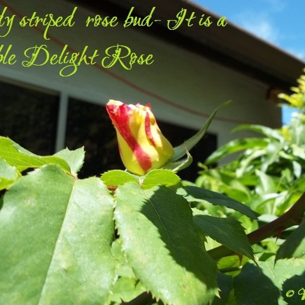 Candy Striped Rose Bud | ThriftyFun