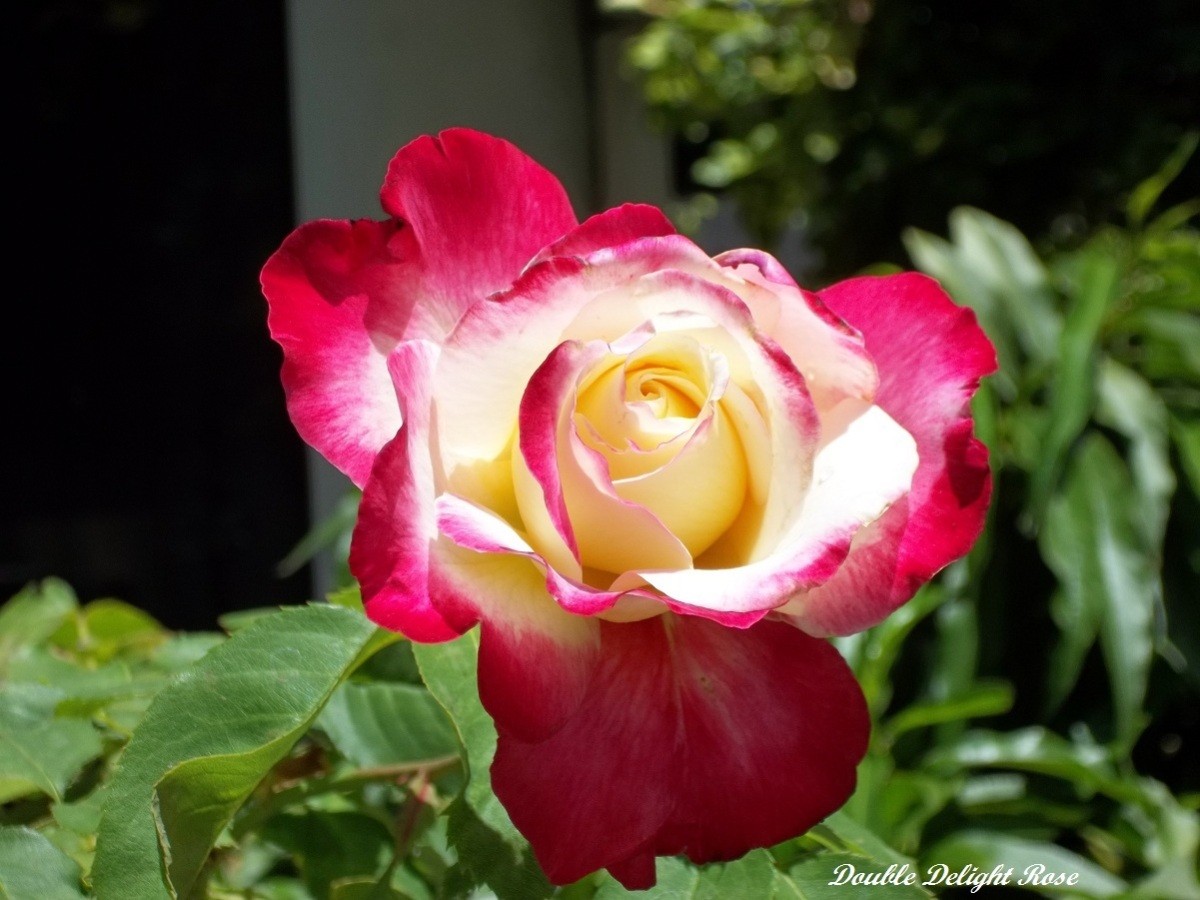 Candy Striped Rose Bud | ThriftyFun