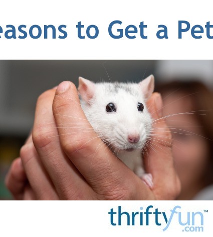 Caring for a Pet Rat | ThriftyFun