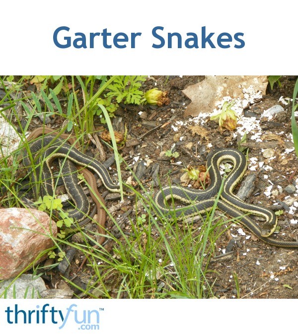 Garter Snakes | ThriftyFun