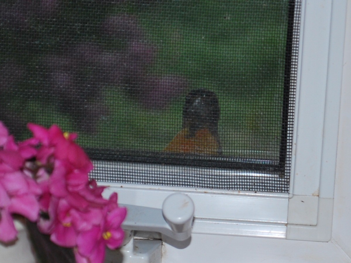Wildlife: Oriole Pecking at the Window | ThriftyFun