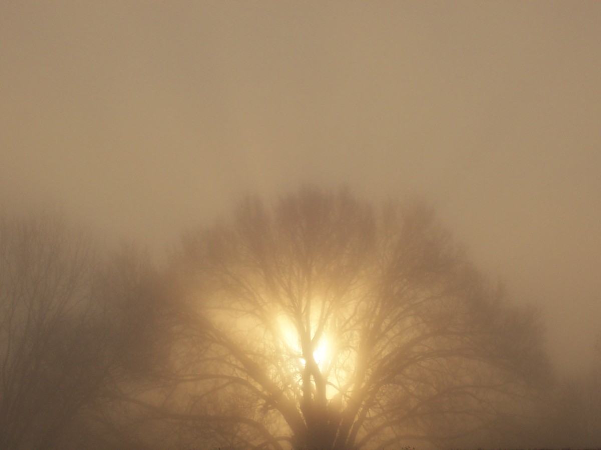 Sun Through the Fog (Colfax, LA) | ThriftyFun