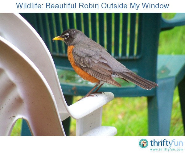 Photos of Robins | ThriftyFun