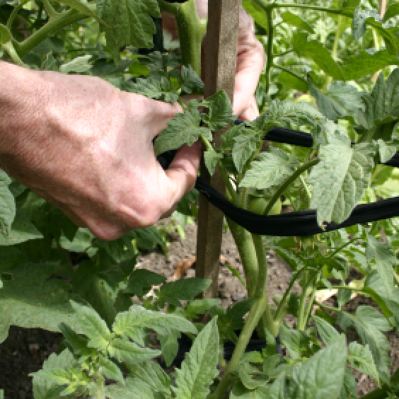 Staking Garden Plants | ThriftyFun