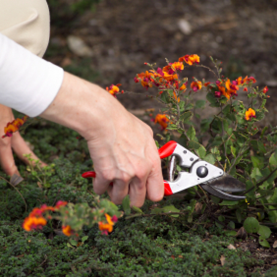 Five Ways to Groom Your Flower Garden | ThriftyFun
