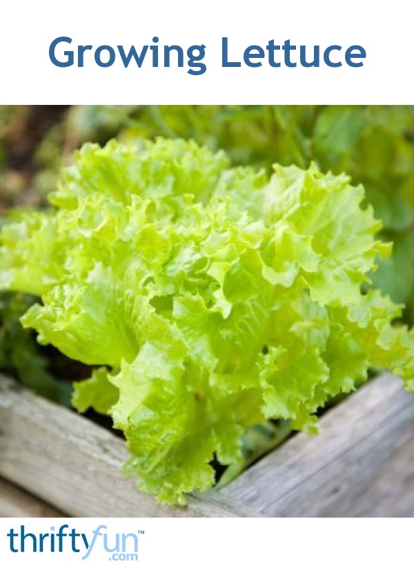 Growing Lettuce | ThriftyFun