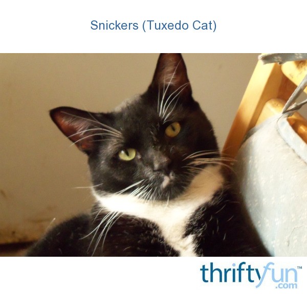 Snickers (Tuxedo Cat) | ThriftyFun