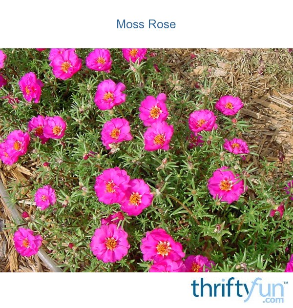 Moss Rose | ThriftyFun