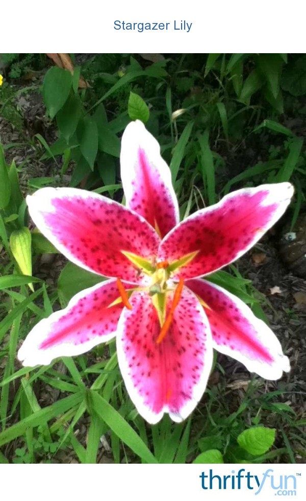 Garden: Lily | ThriftyFun