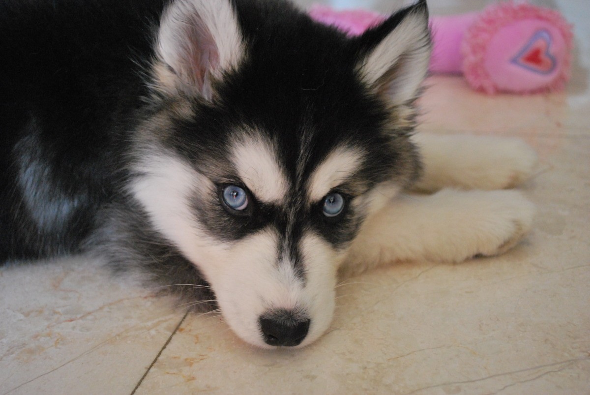 Qadira (Syberian Husky) | ThriftyFun