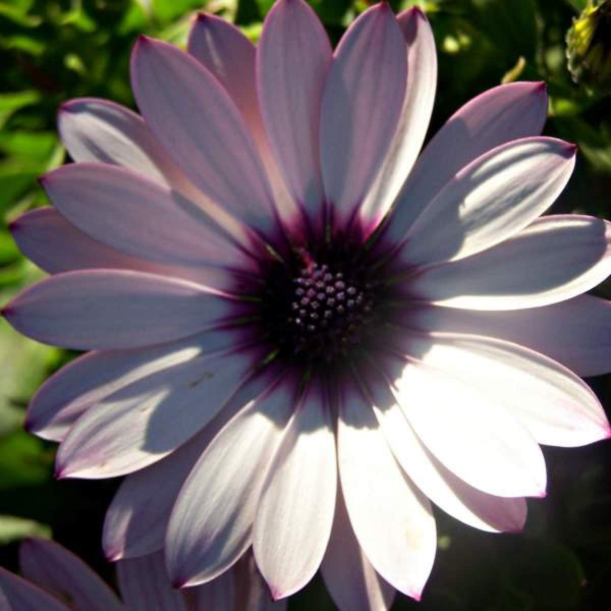 Spring is in the Air (Pretoria, Gauteng, South Africa) | ThriftyFun