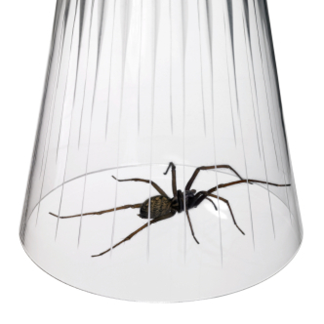 Getting Rid of Spiders | ThriftyFun