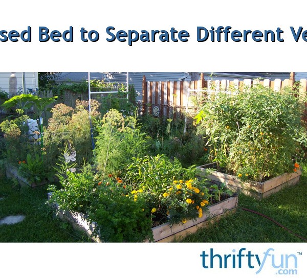 Using Raised Bed to Separate Different Vegetables | ThriftyFun