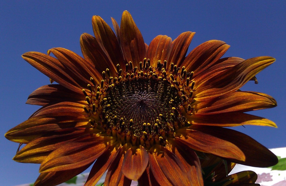 Sunflower Photos | ThriftyFun
