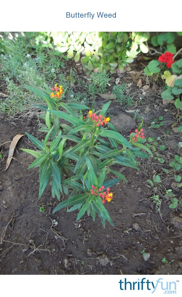 Butterfly Weed | ThriftyFun