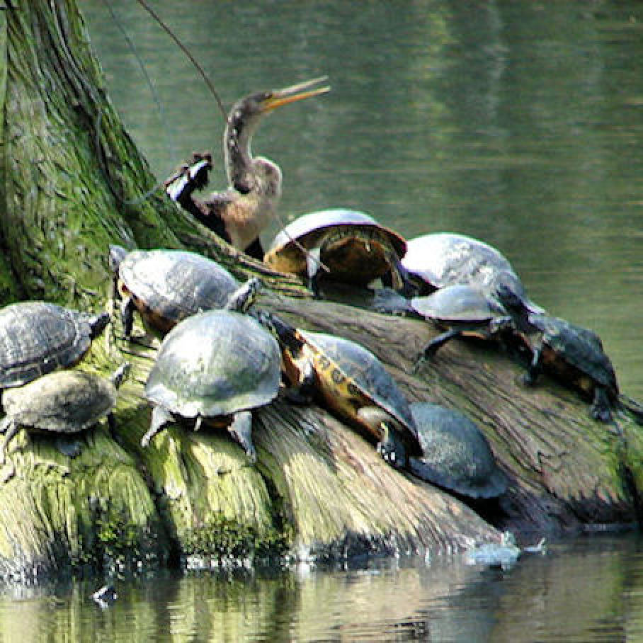 Wildlife: Turtles And Cormorant At Swan Lake Gardens (Sumter, SC ...