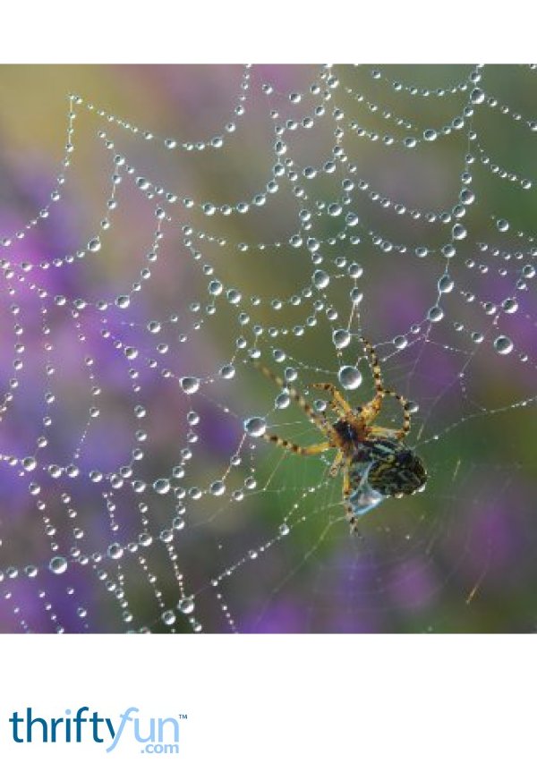 Spider Repellent Recipes | ThriftyFun