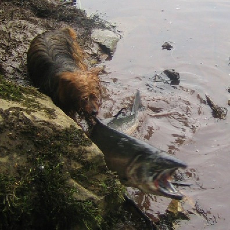 Makita (Yorkie) | ThriftyFun