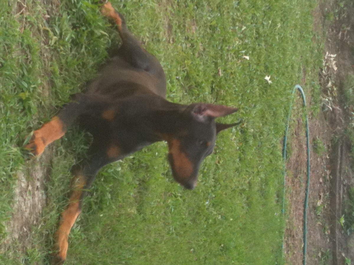 Sauer Sig D'Coursey (Doberman) | ThriftyFun