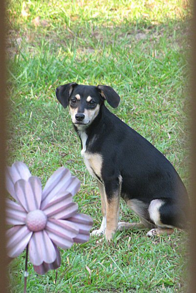 Suzy (Dog) | ThriftyFun