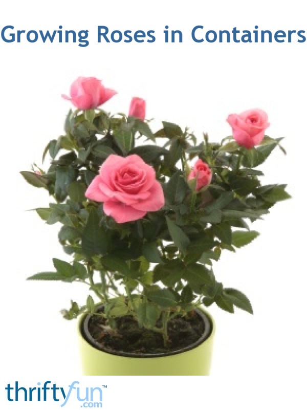 Growing Roses in Containers | ThriftyFun