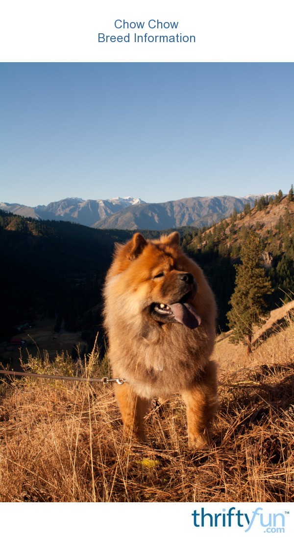Chow Chow Breed Information and Photos | ThriftyFun