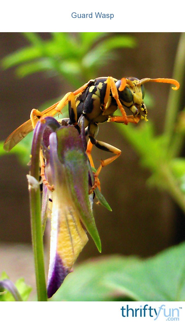 Guard Wasp | ThriftyFun