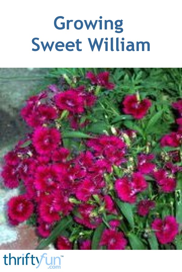 Growing Sweet William | ThriftyFun
