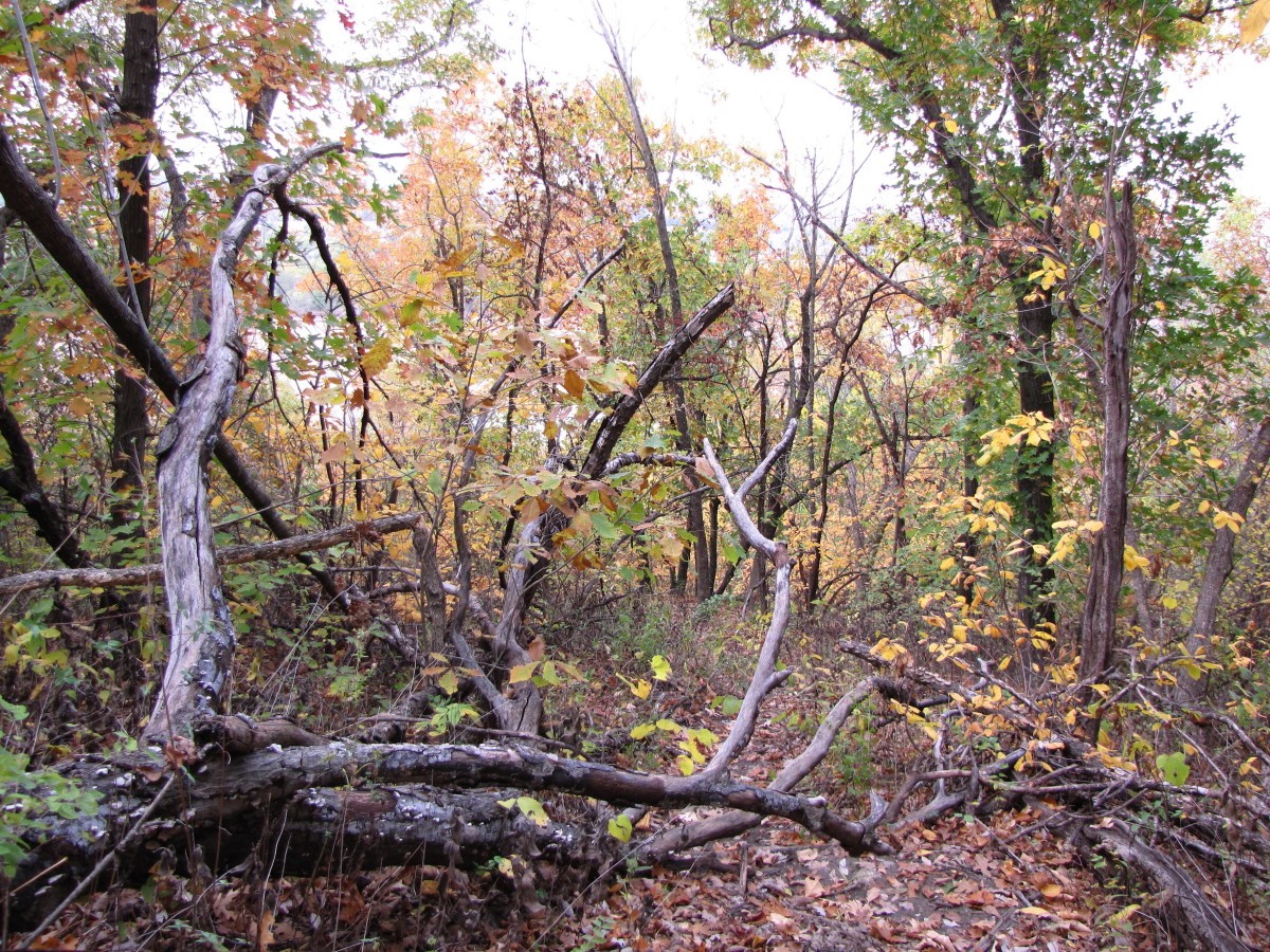 Fall Colors (Tulsa, OK) | ThriftyFun