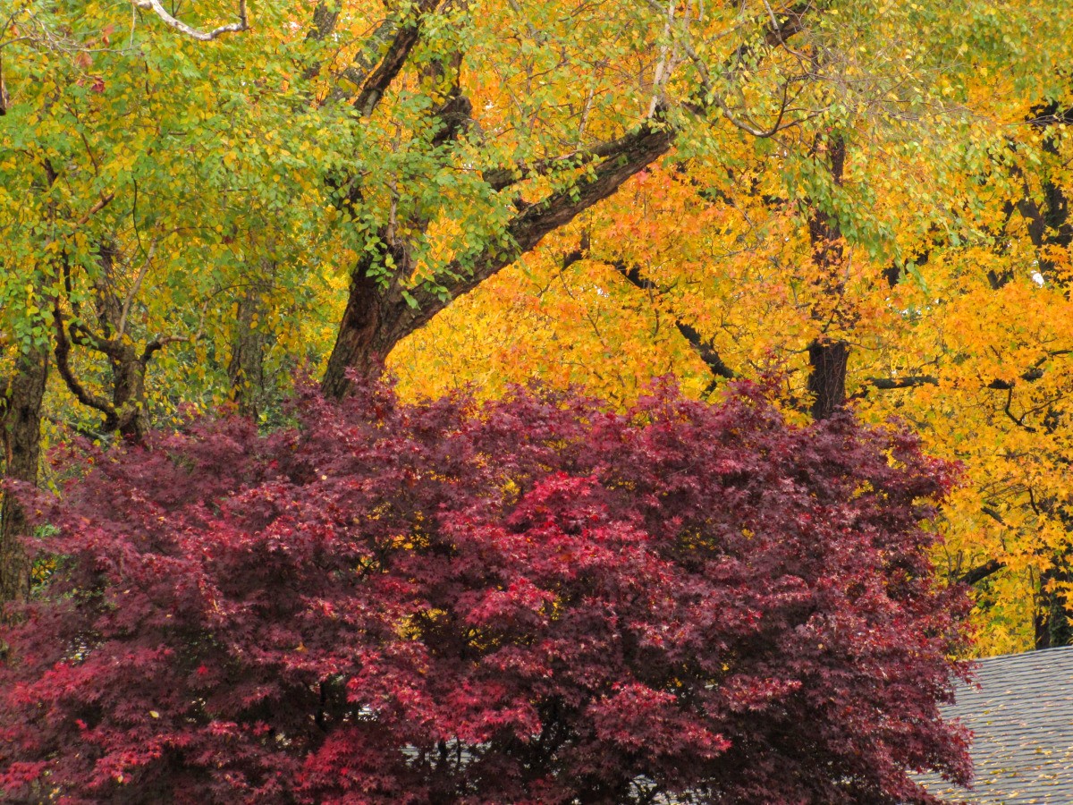 Fall Colors (Missouri) | ThriftyFun