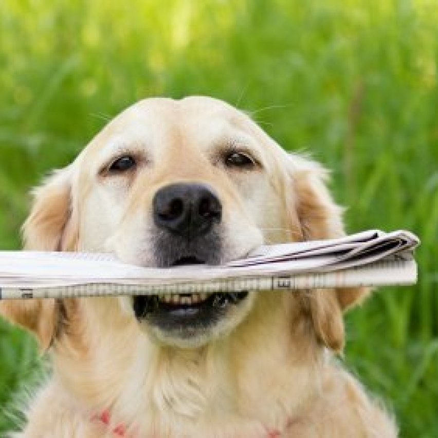 Teaching a Dog to Fetch? | ThriftyFun