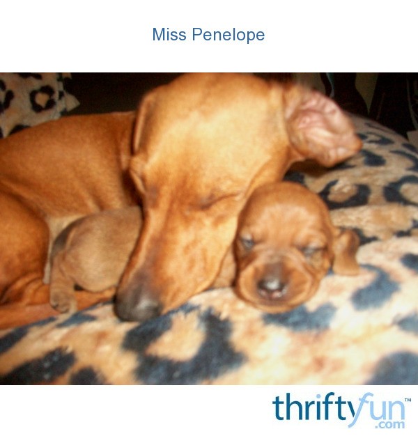 Miss Penelope (Dog) | ThriftyFun