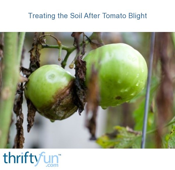 Treating Soil After Tomato Blight | ThriftyFun Treating Soil After Tomato Blight | ThriftyFun