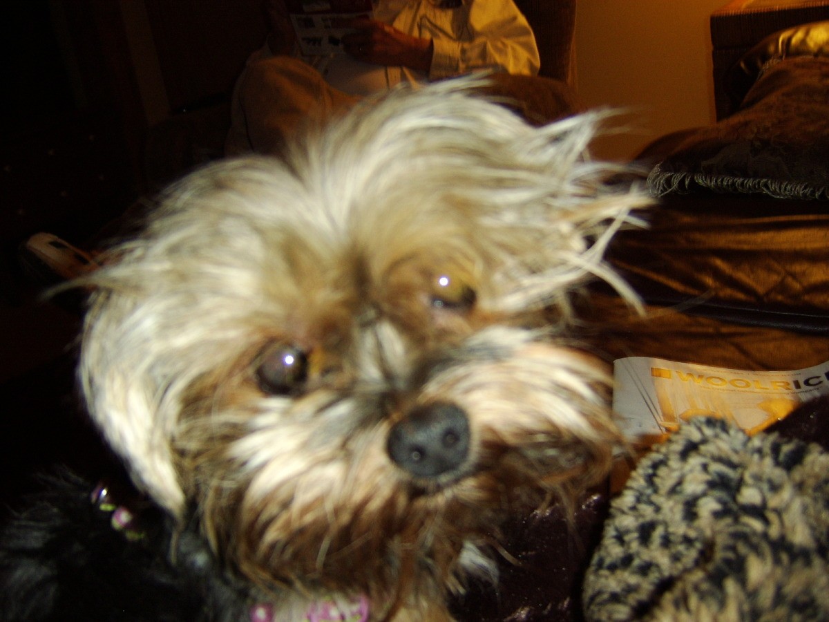 Bella (Yorkie) | ThriftyFun