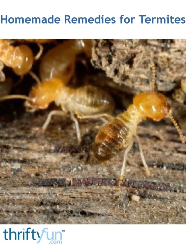 Homemade Remedies for Termites | ThriftyFun