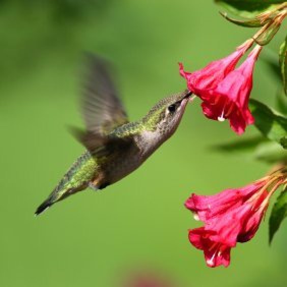 How to Make a Hummingbird Garden | ThriftyFun
