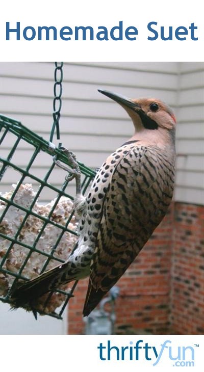 Homemade Suet | ThriftyFun