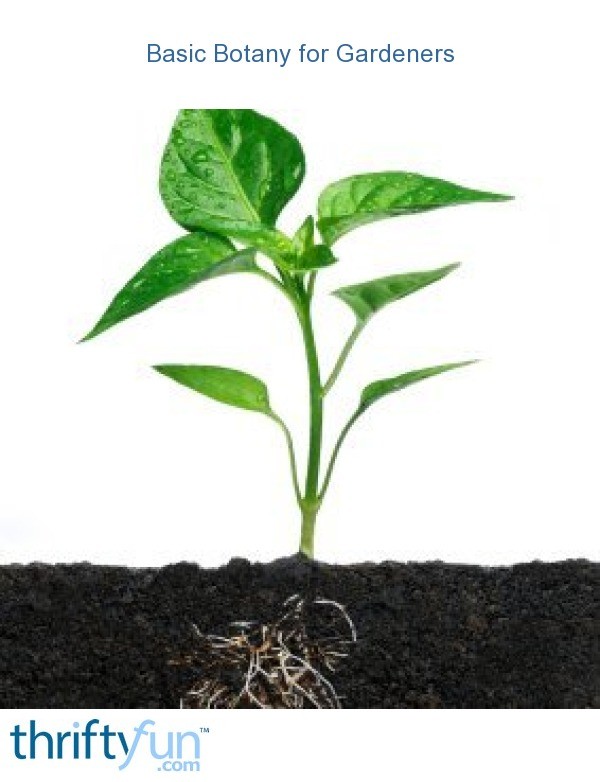 Basic Botany for Gardeners | ThriftyFun