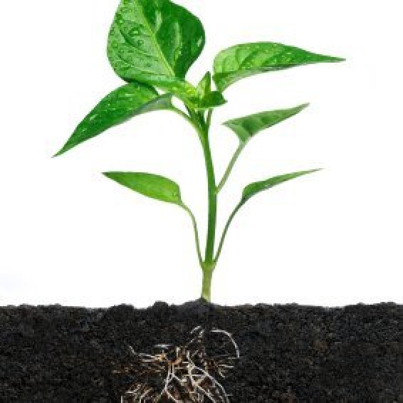 Basic Botany for Gardeners | ThriftyFun