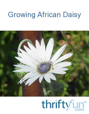 Growing African Daisies | ThriftyFun