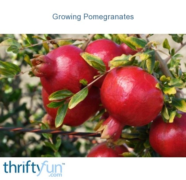 Growing Pomegranates | ThriftyFun