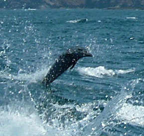 Dolphin Following a Boat | ThriftyFun