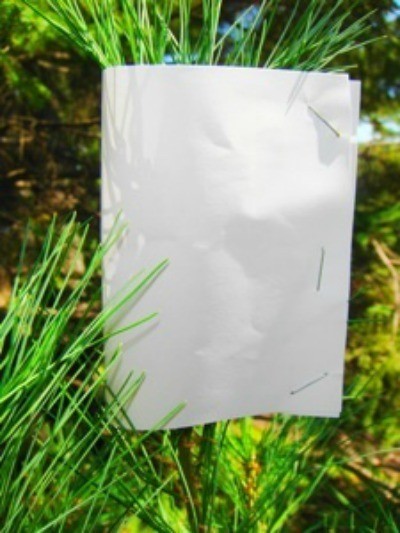 Protecting Pine Seedlings From Deer Browsing | ThriftyFun