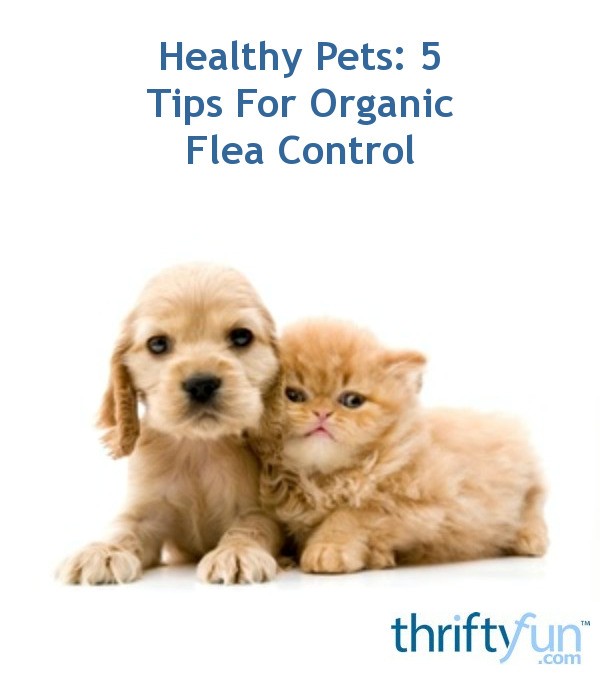 Healthy Pets: 5 Tips For Organic Flea Control | ThriftyFun