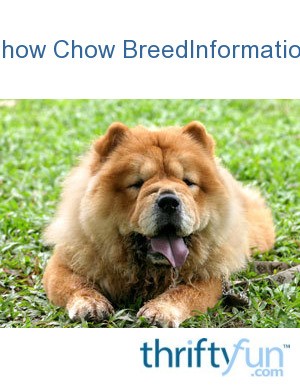 Breed Information: Chow Chow | ThriftyFun